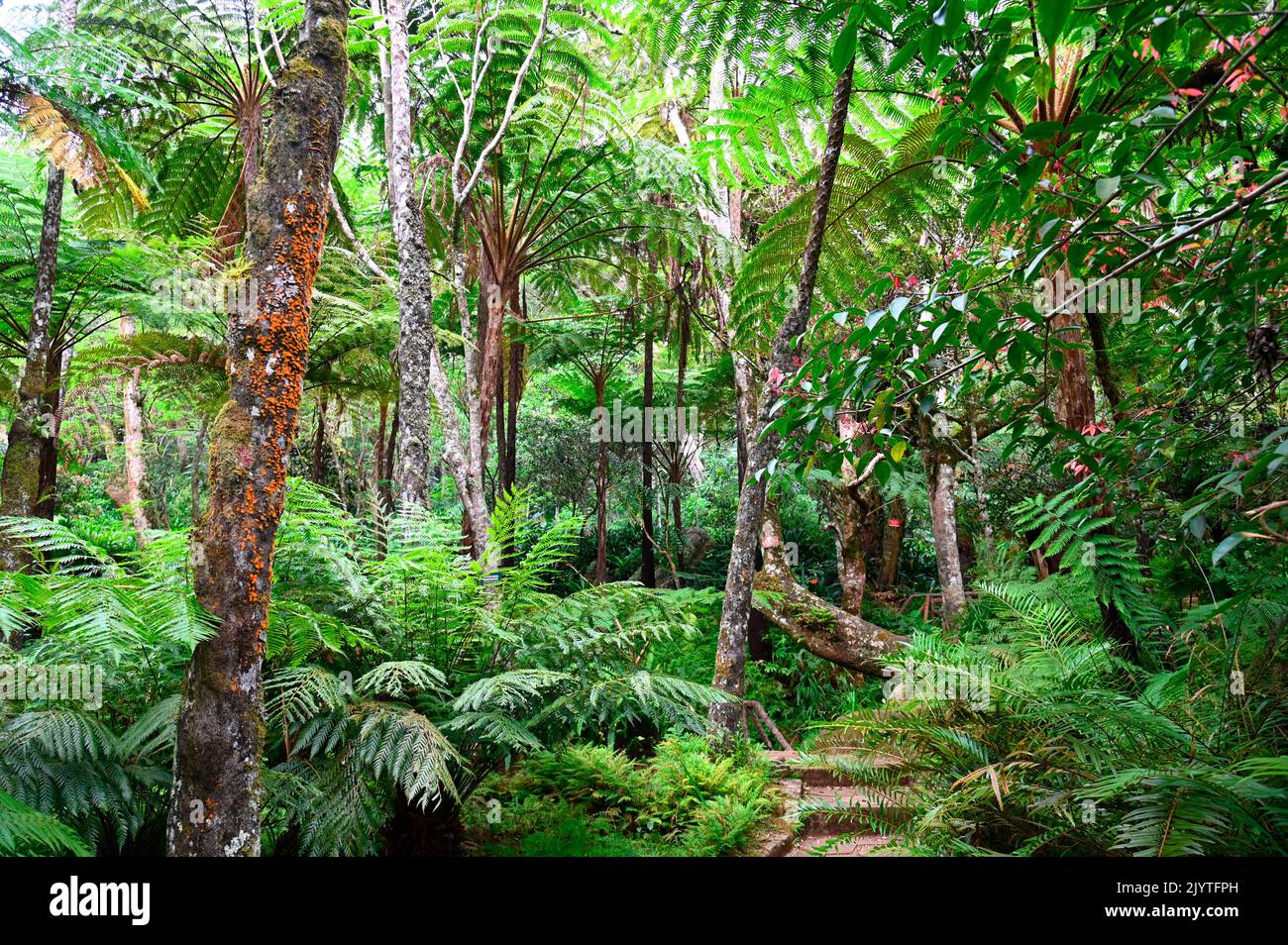 The Peradeniya botanical garden and its forest of ferns. Kandy. Sri ...