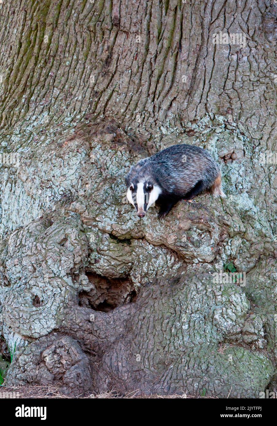 Badger (Meles meles) walking on the side of a oak tree Stock Photo - Alamy