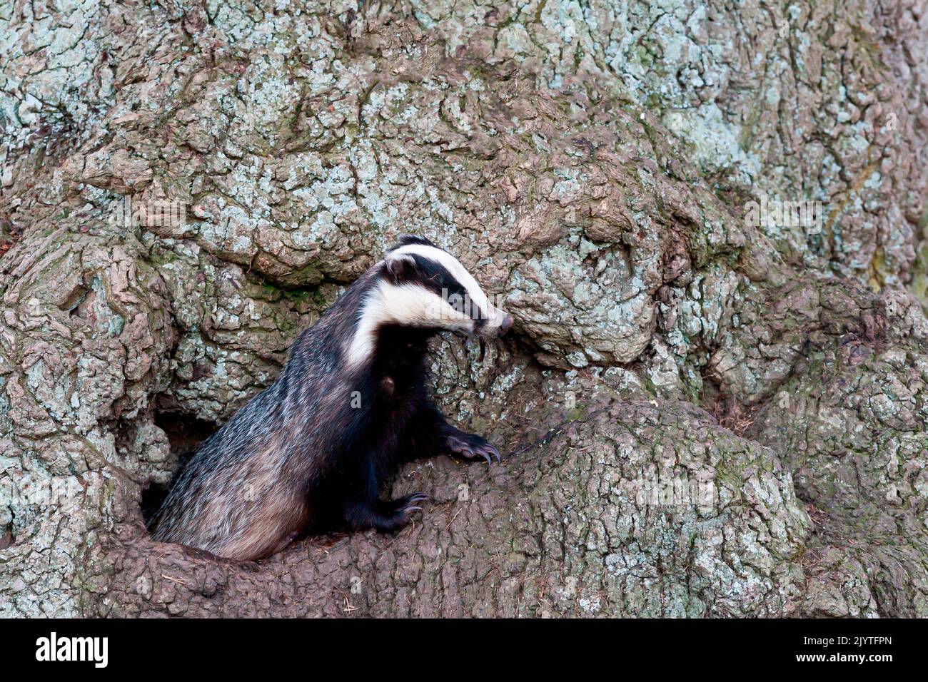 Badger (Meles meles) coming out a tree hole, England Stock Photo - Alamy