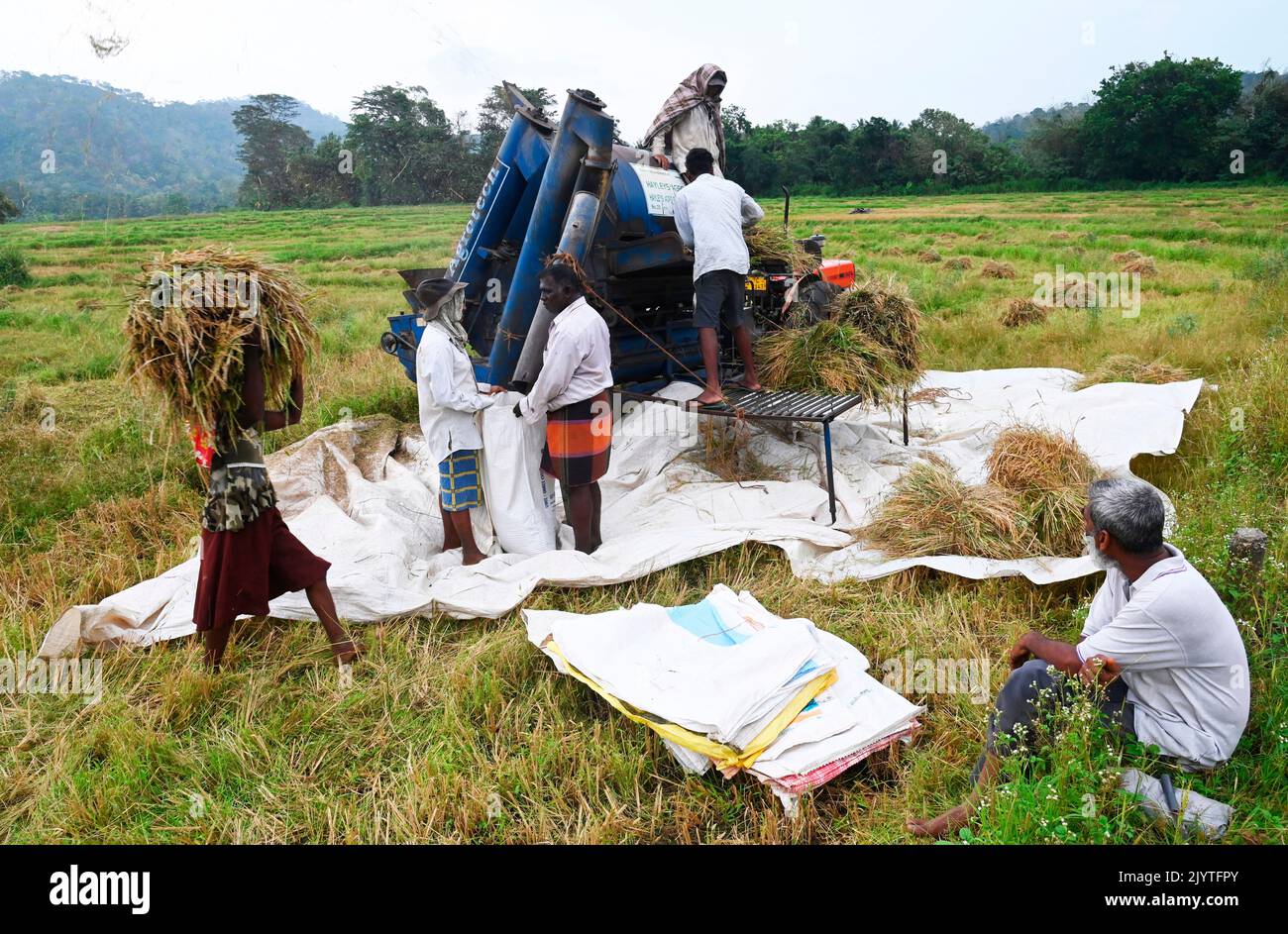People in a rice field harvesting the rice with a machine separating ...
