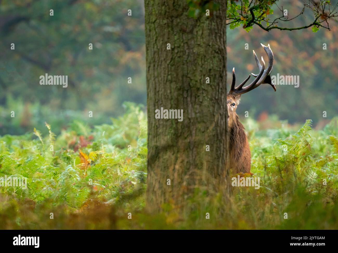 Red deer images hi-res stock photography and images - Alamy