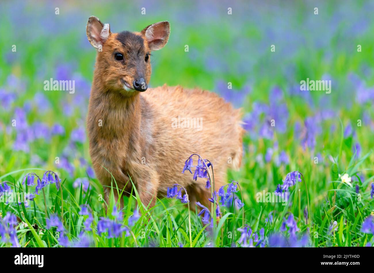 muntjack deer (Muntiacus reevesi) amongst bluebell, England Stock Photo ...