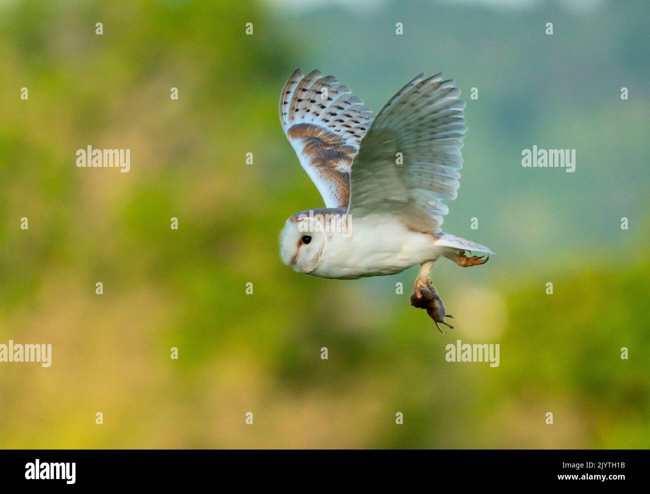 Barn owl (Tyto alba) flying with a prey in his talon, England Stock ...