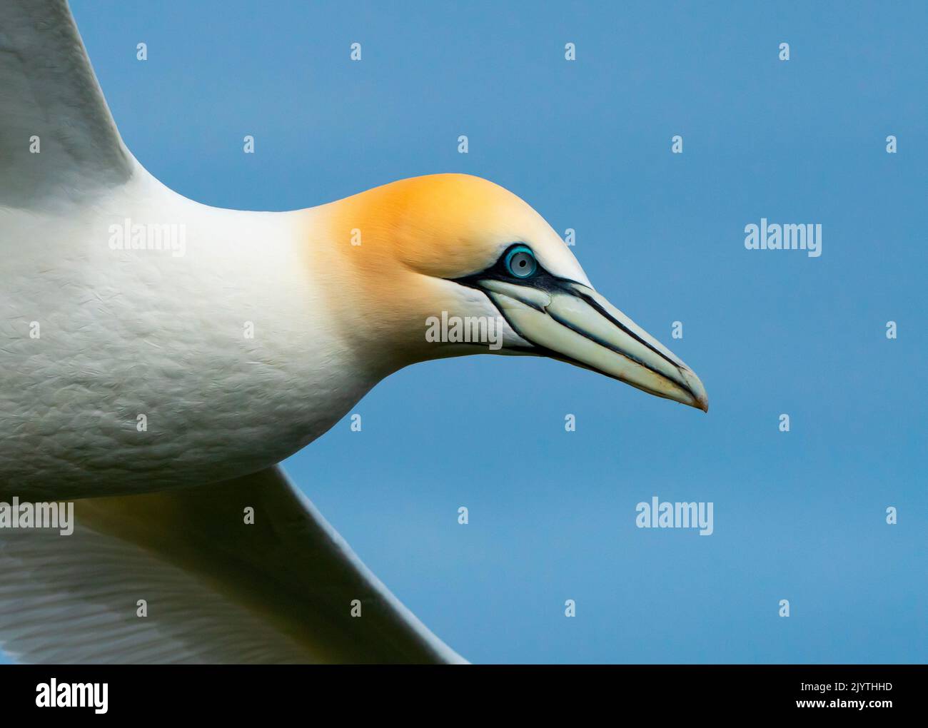 Sula morus bassanus hi-res stock photography and images - Alamy