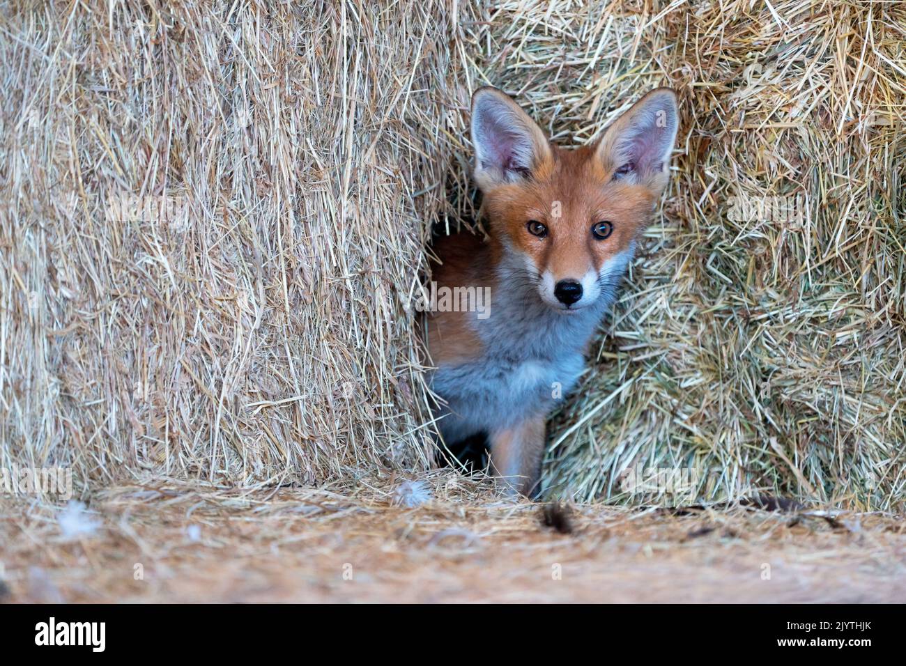 Red fox (Vulpes vulpes) coming out his den in Hay barn, England Stock ...