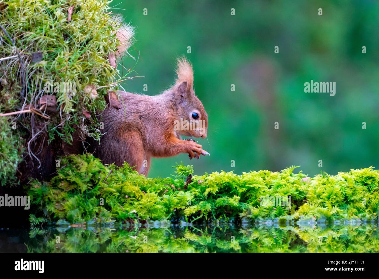 Red squirrel (Sciurus vulgaris) standing on a moss and eating a peanut ...