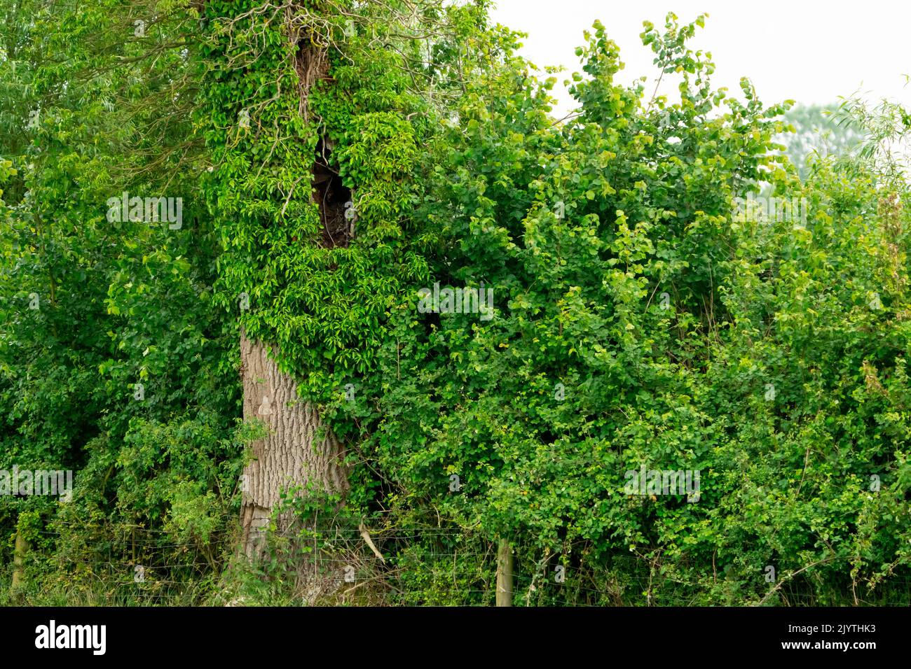 Barn owl (Tyto alba) nesting site, England Stock Photo - Alamy