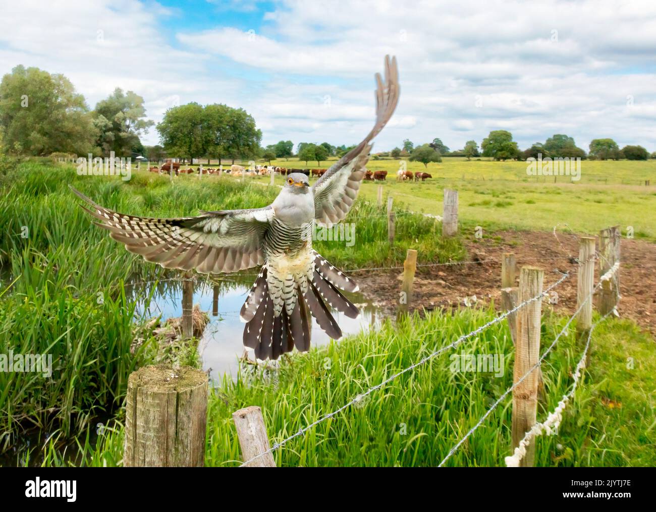 Cuckoo (Cuculus canorus) in flight, England Stock Photo - Alamy