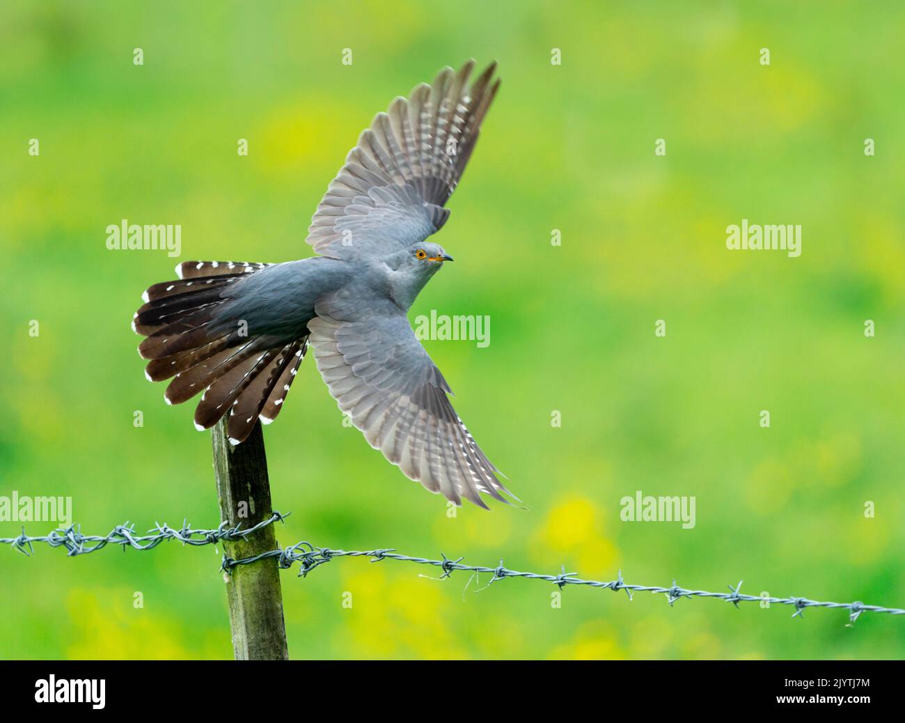 Common Cuckoo (Cuculus canorus) in flight, England Stock Photo - Alamy