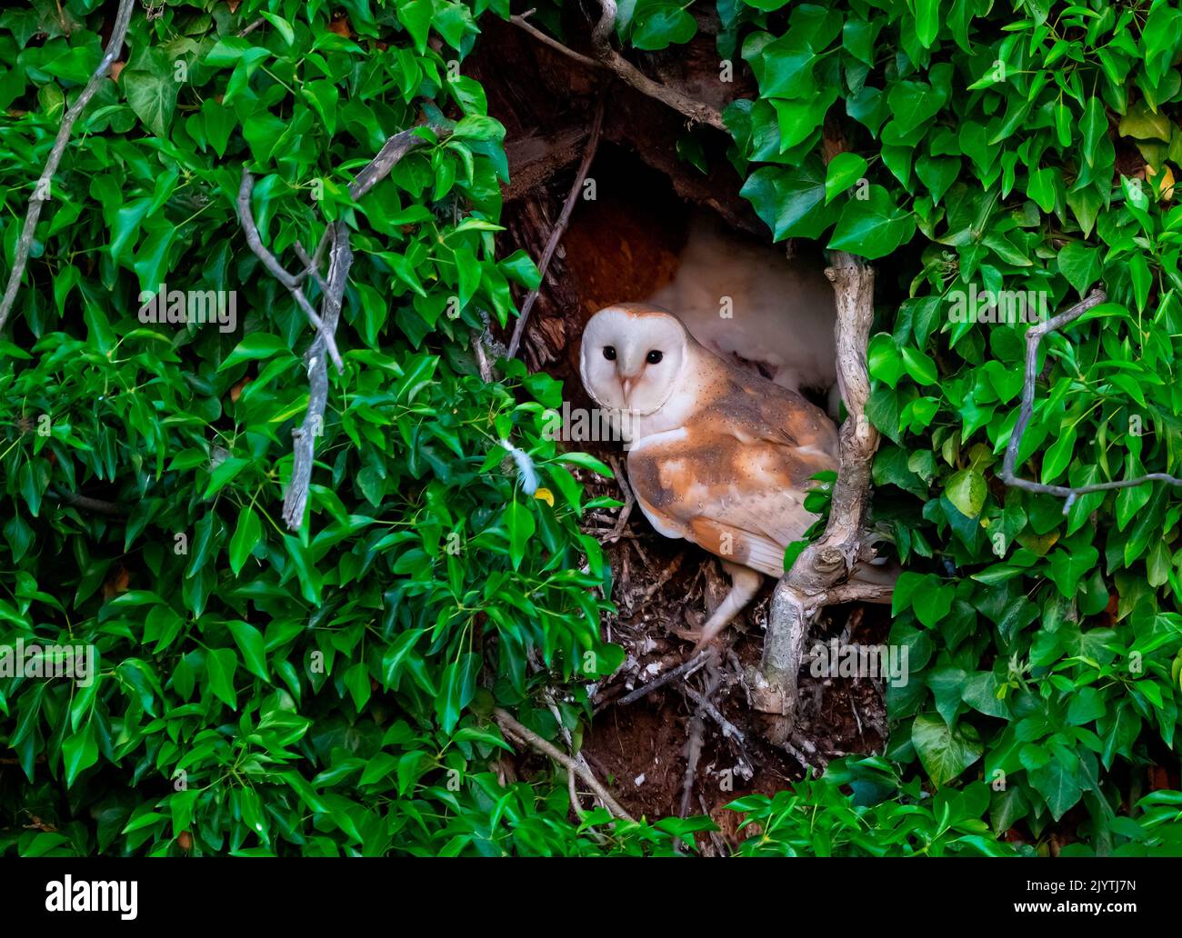 English barn owl in tree hi-res stock photography and images - Alamy