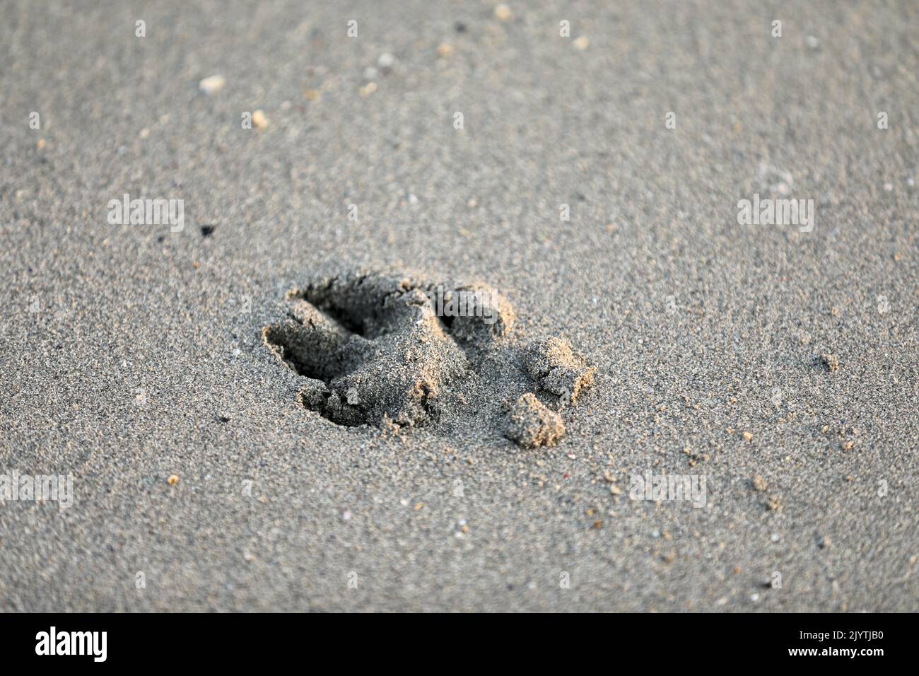Dog paw claw in the sand Stock Photo - Alamy