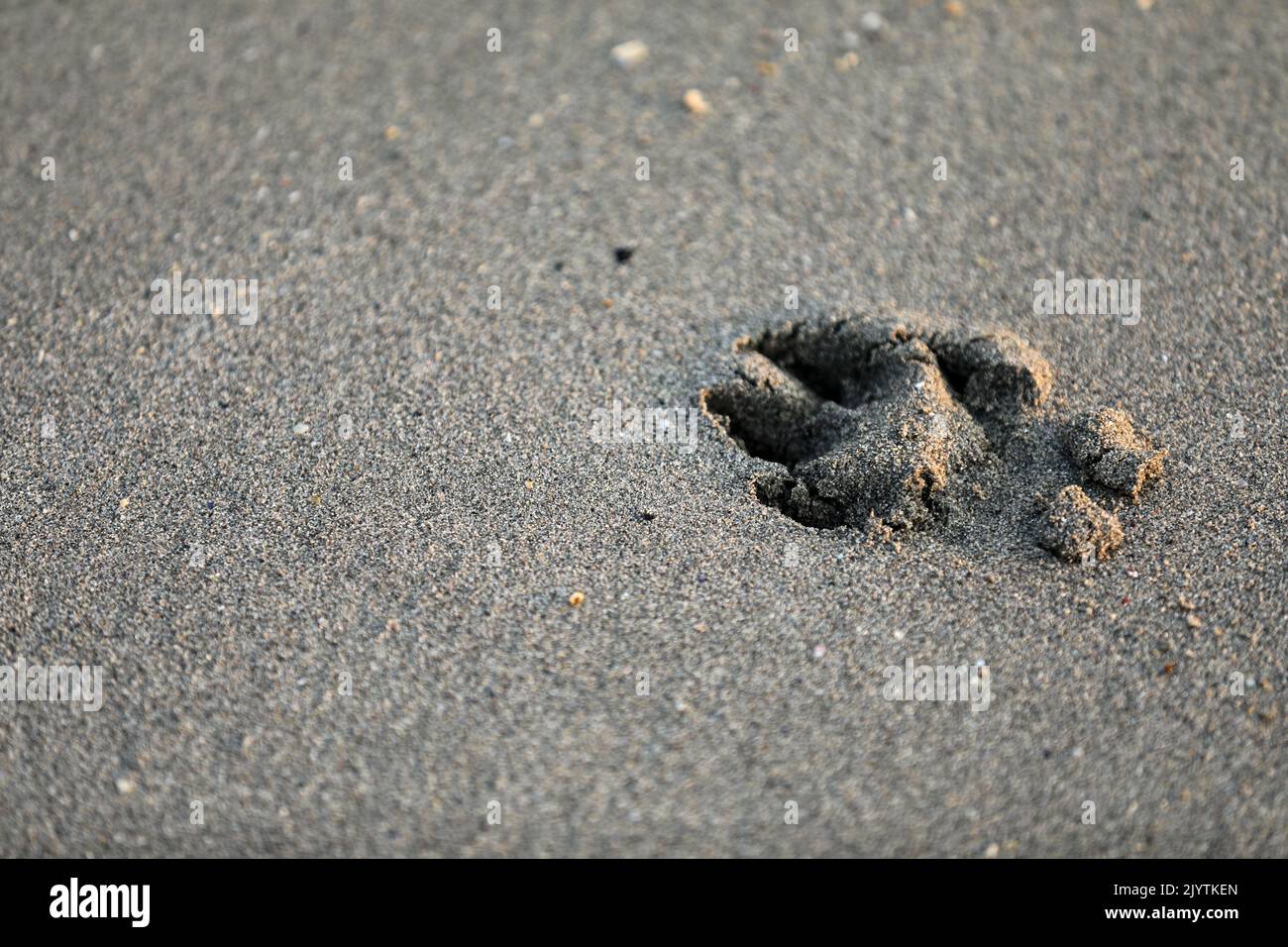 Dog paw claw in the sand Stock Photo - Alamy