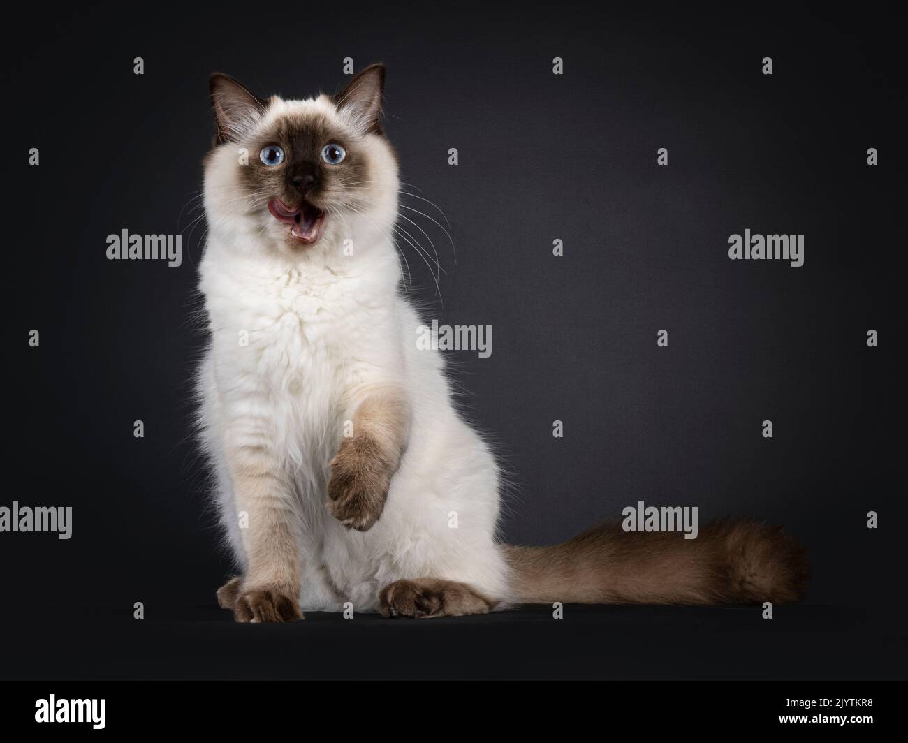Fluffy young seal point ragdoll cat, sitting facing front. Licking ...