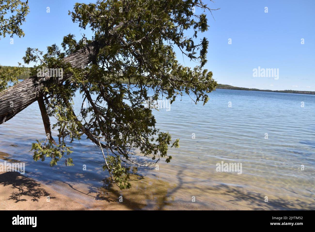 Tree Falling In Ontario Lake Stock Photo - Alamy
