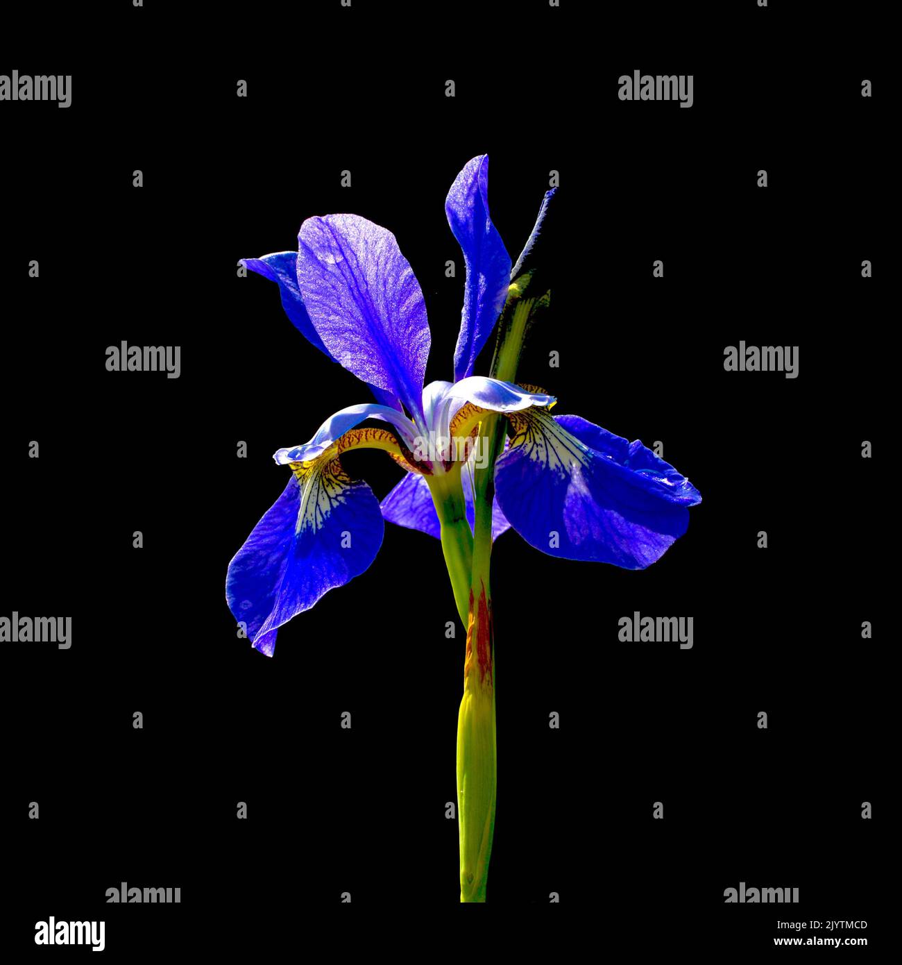 Individual purple Iris Stock Photo - Alamy