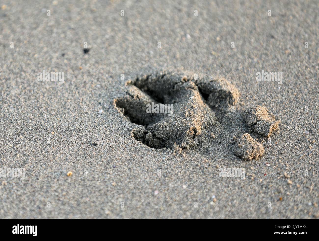 Dog grail hi-res stock photography and images - Alamy