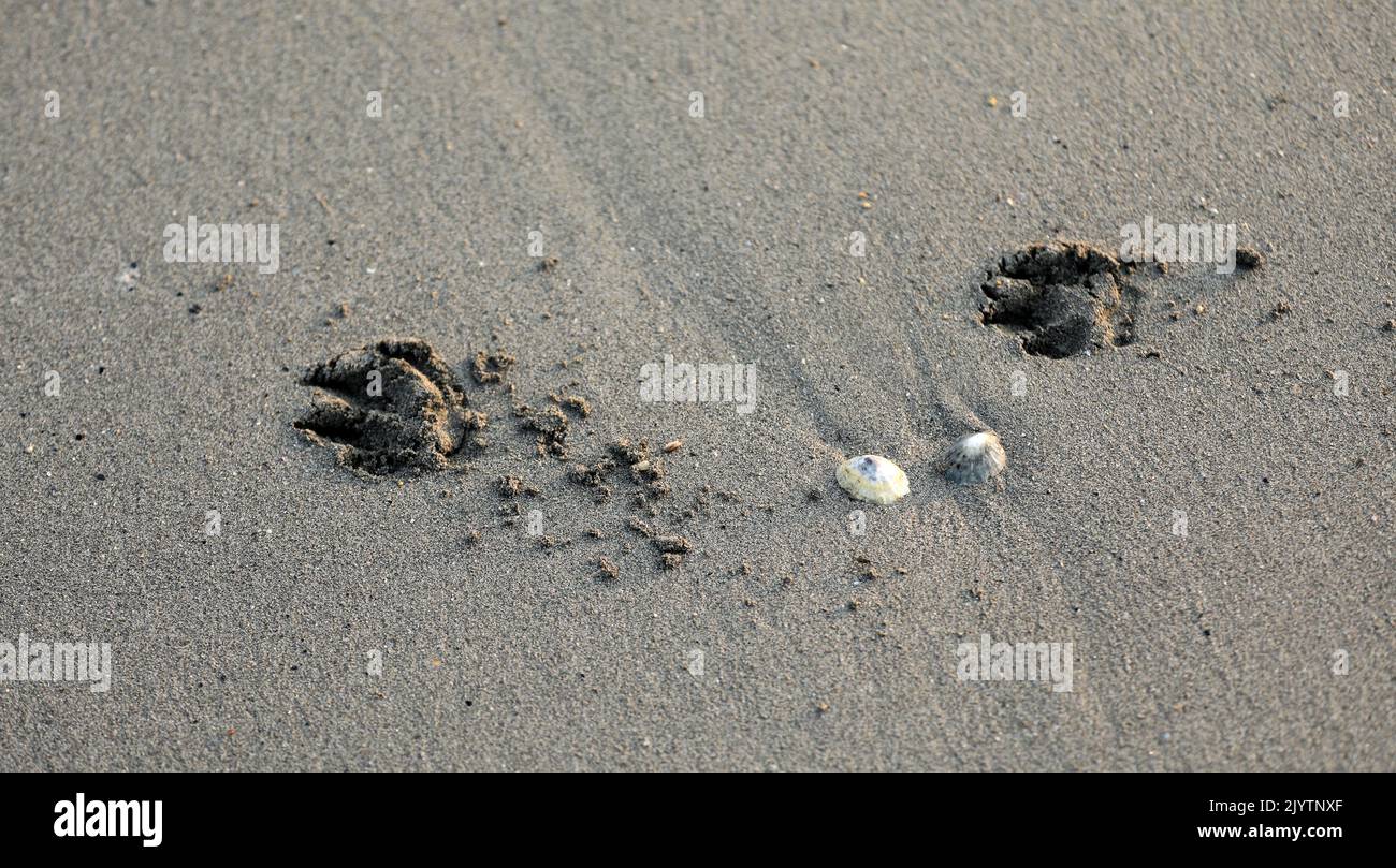 Dog paw claw in the sand Stock Photo - Alamy