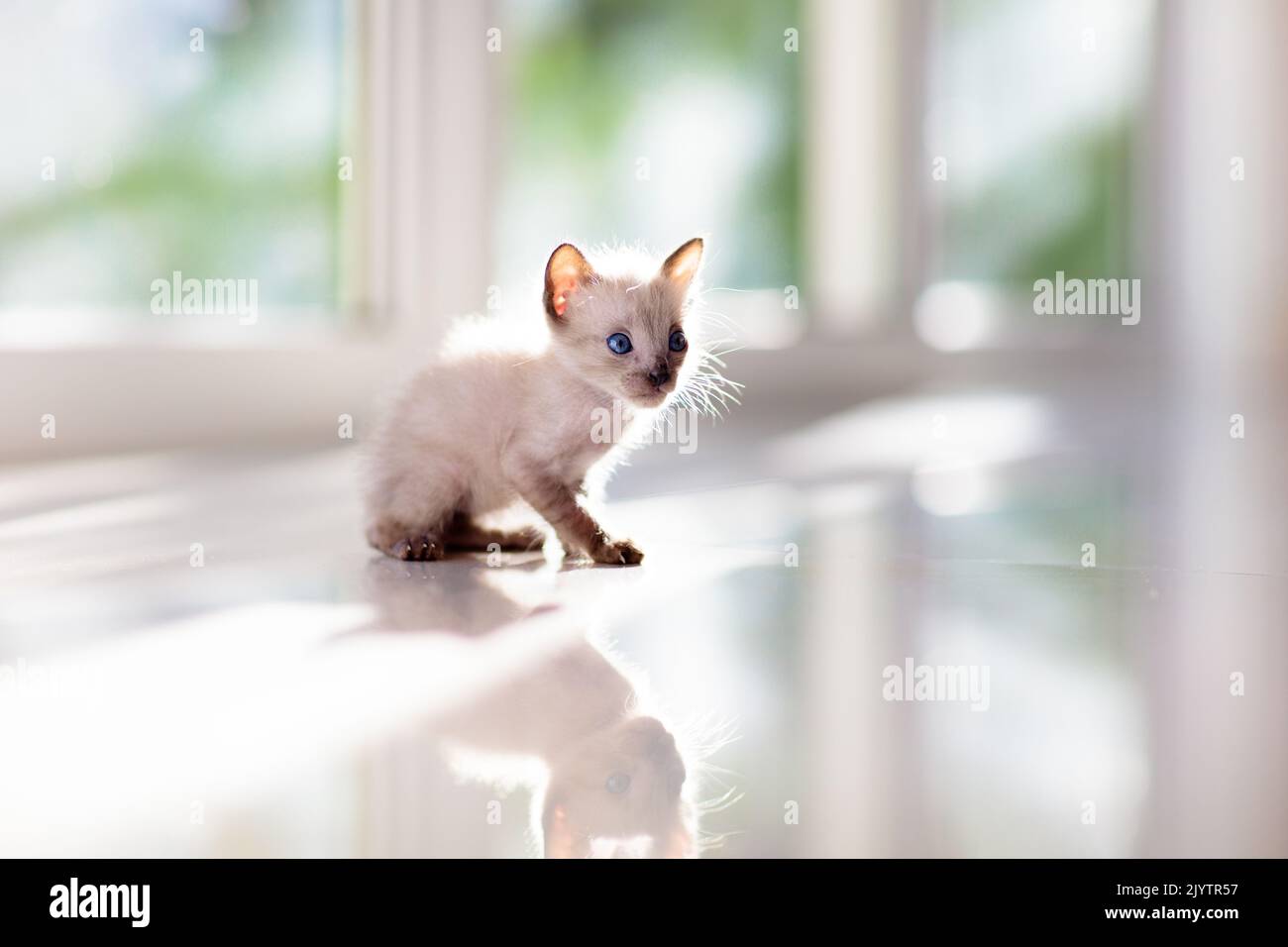 Baby cat. Siamese kitten playing on couch with knitted blanket ...