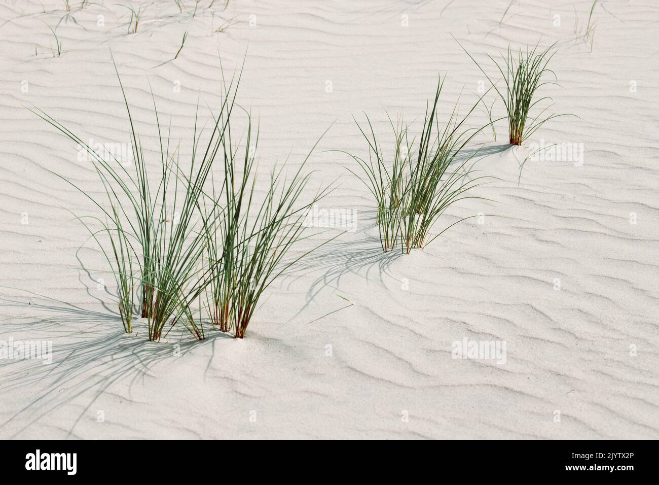 Sea grass ecosystem hi-res stock photography and images - Alamy