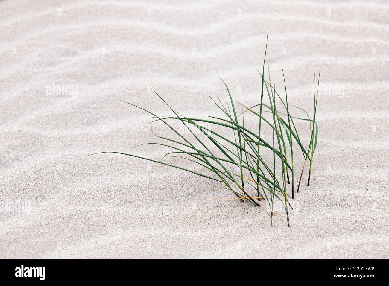 Sea grass ecosystem hi-res stock photography and images - Alamy