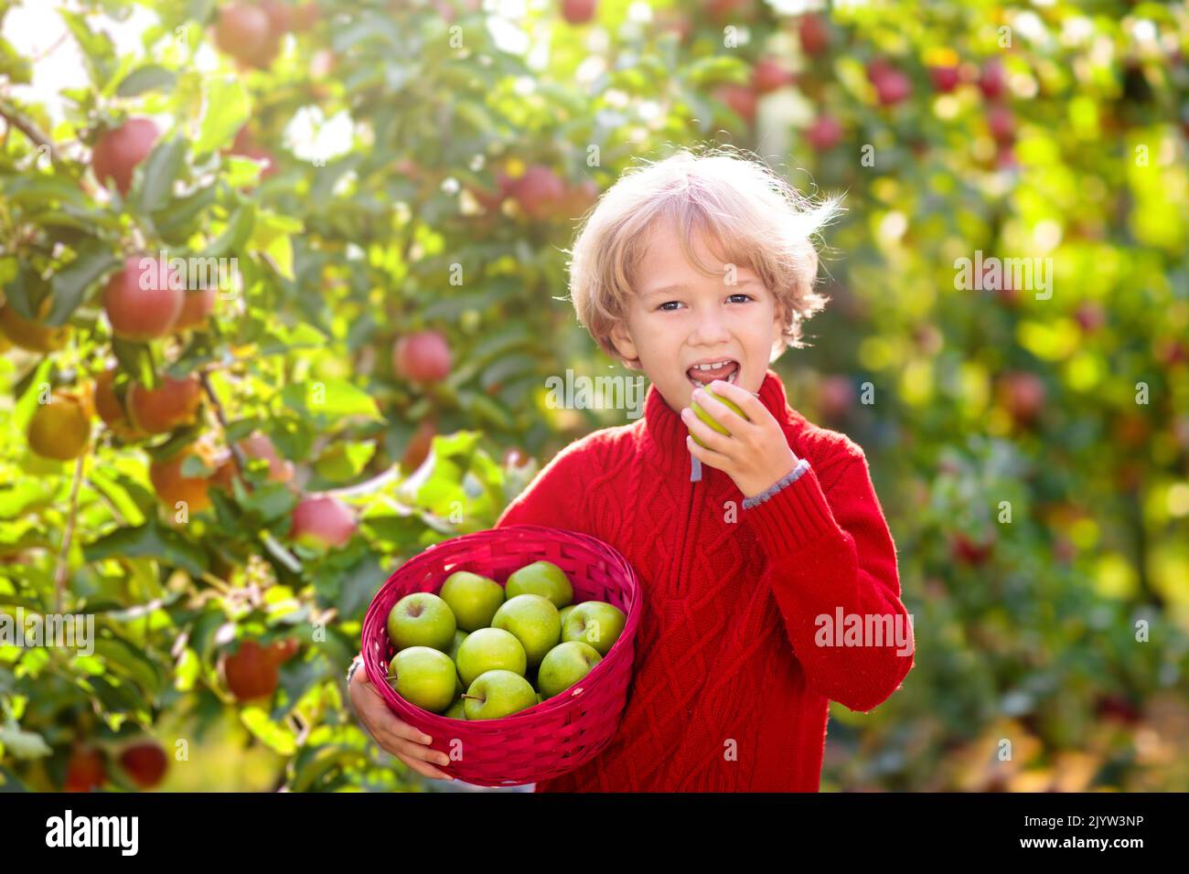 Child picking apples on farm. Apple orchard fun for children. Kids pick ...