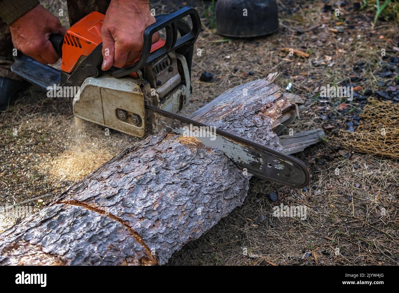 A woodcutter saws a dry tree for firewood with a chainsaw. A man is ...
