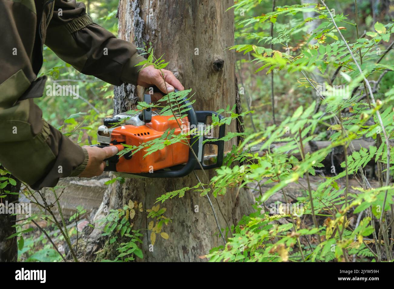 A woodcutter saws a dry tree for firewood with a chainsaw. A man is ...