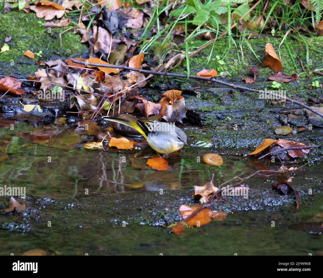 Grey wagtail bird on the riverside feeding Stock Photo - Alamy