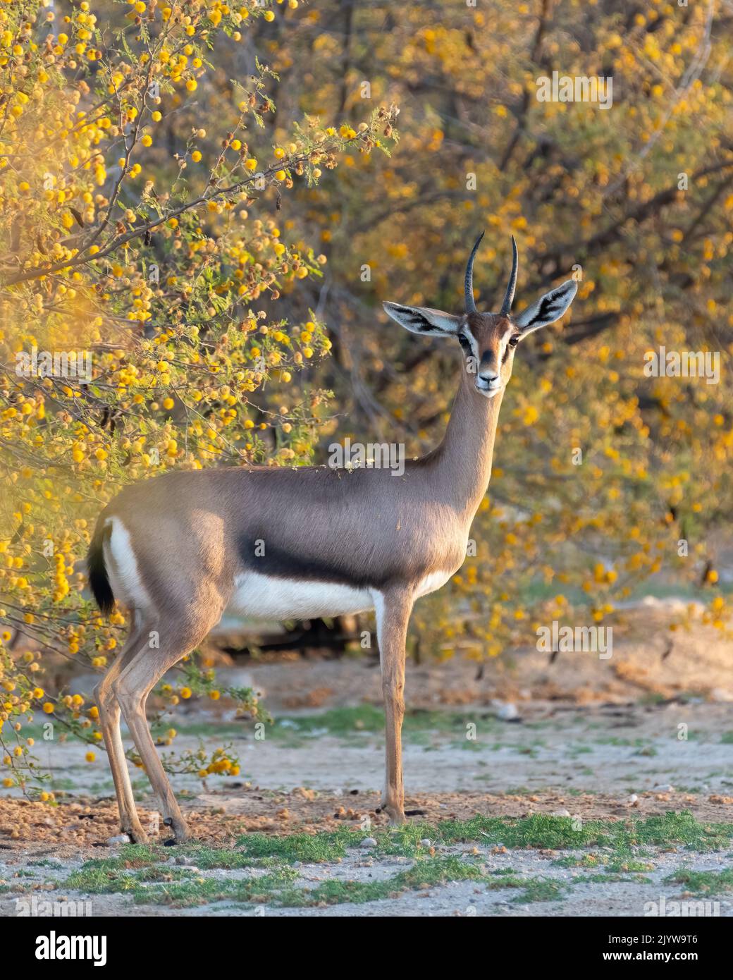 Close-up of a male Arabian Gazelle (Gazella arabica), standing amongst ...