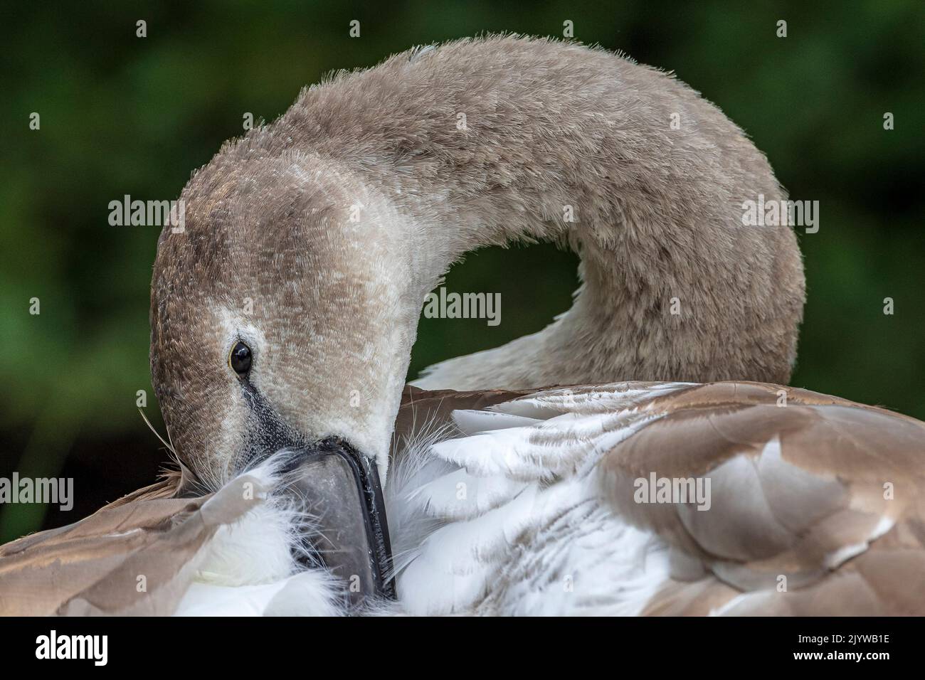 Juvenileswan hi-res stock photography and images - Alamy