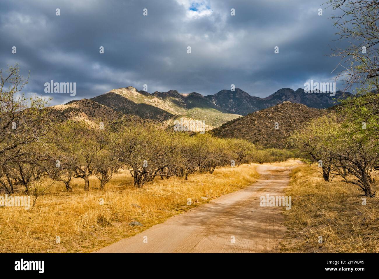 Santa Rita Mountains, view from Proctor Road (Forest Road 781), Madera ...
