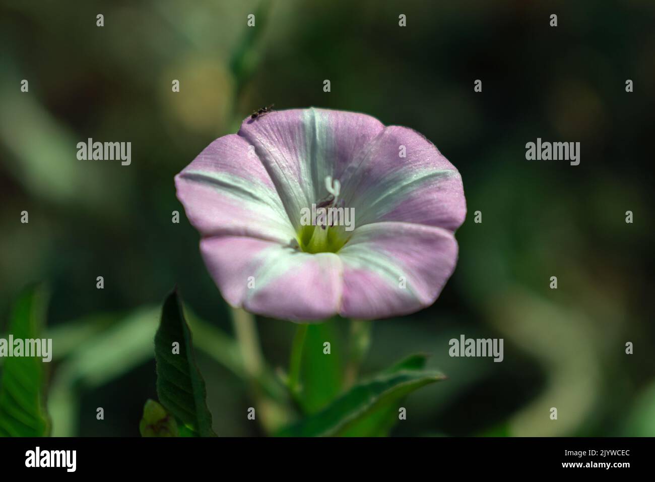 A small ant on a flower Stock Photo - Alamy