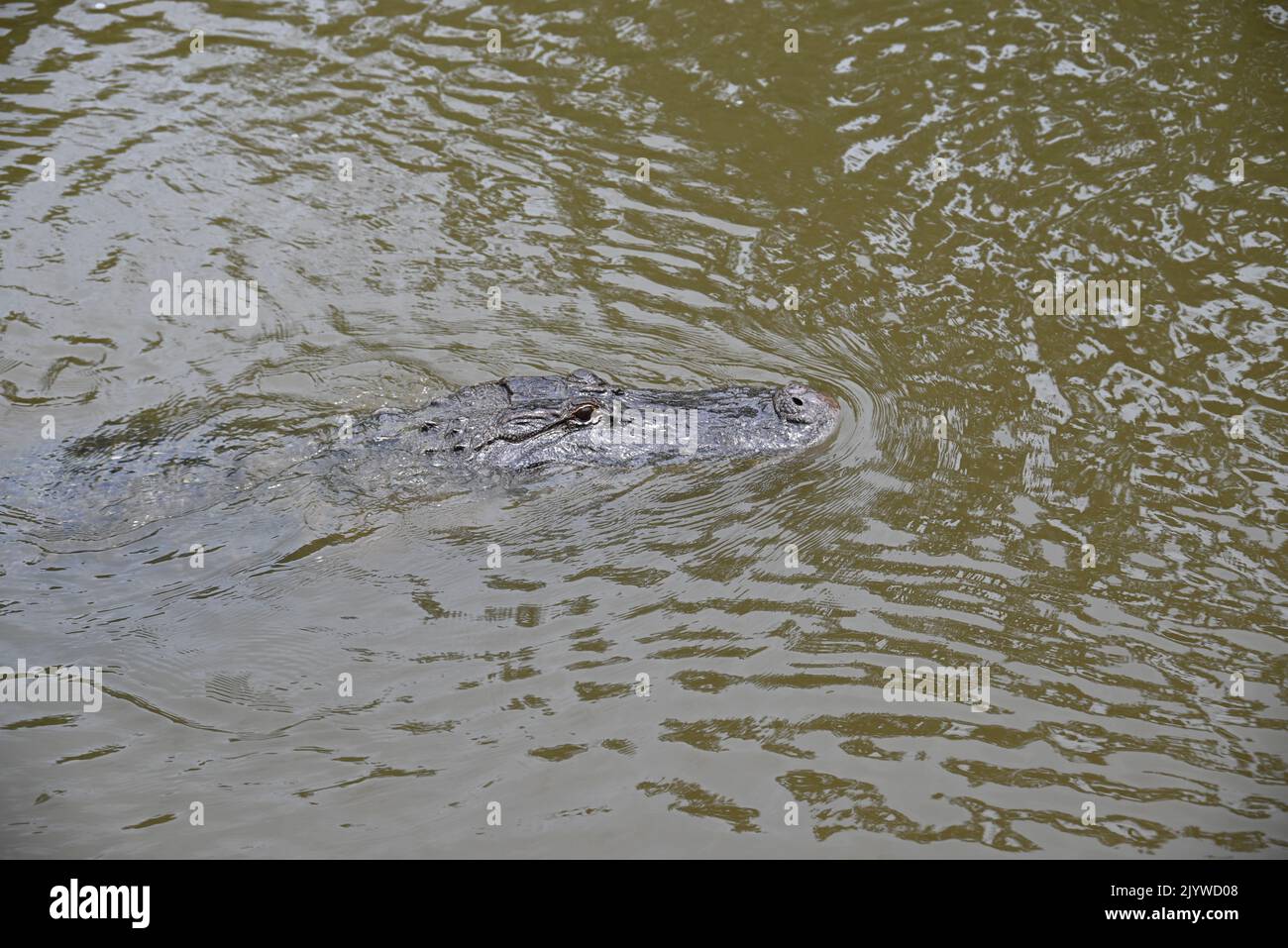 Louisiana gator hi-res stock photography and images - Alamy
