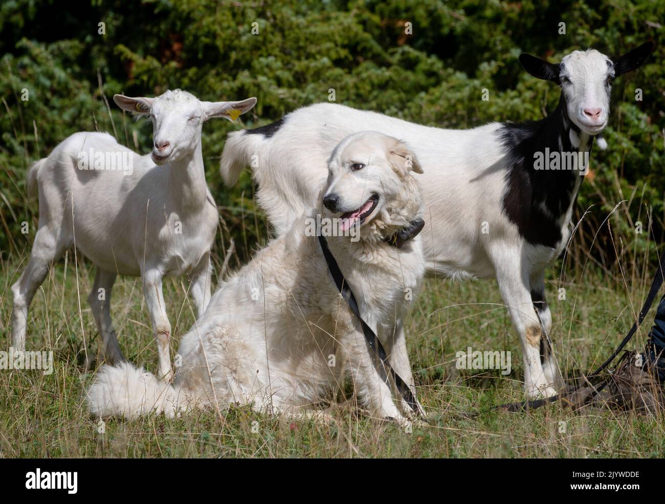 Gomadingen, Germany. 08th Sep, 2022. Herd protection dog Agathe watches ...