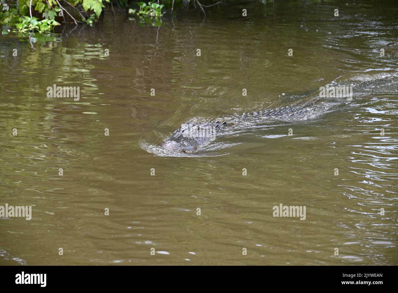Cold blooded gator hi-res stock photography and images - Alamy
