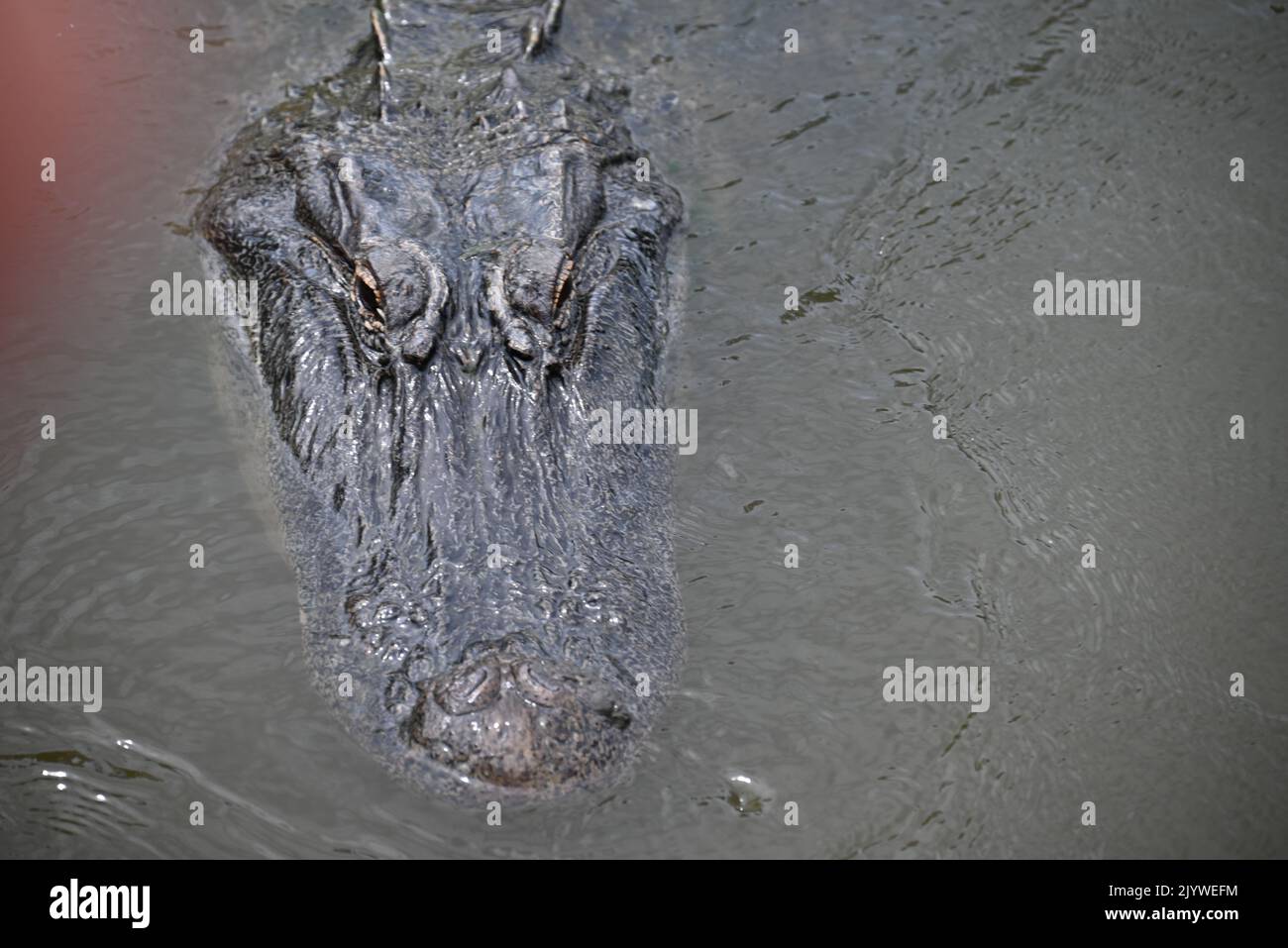 Cold blooded gator hi-res stock photography and images - Alamy