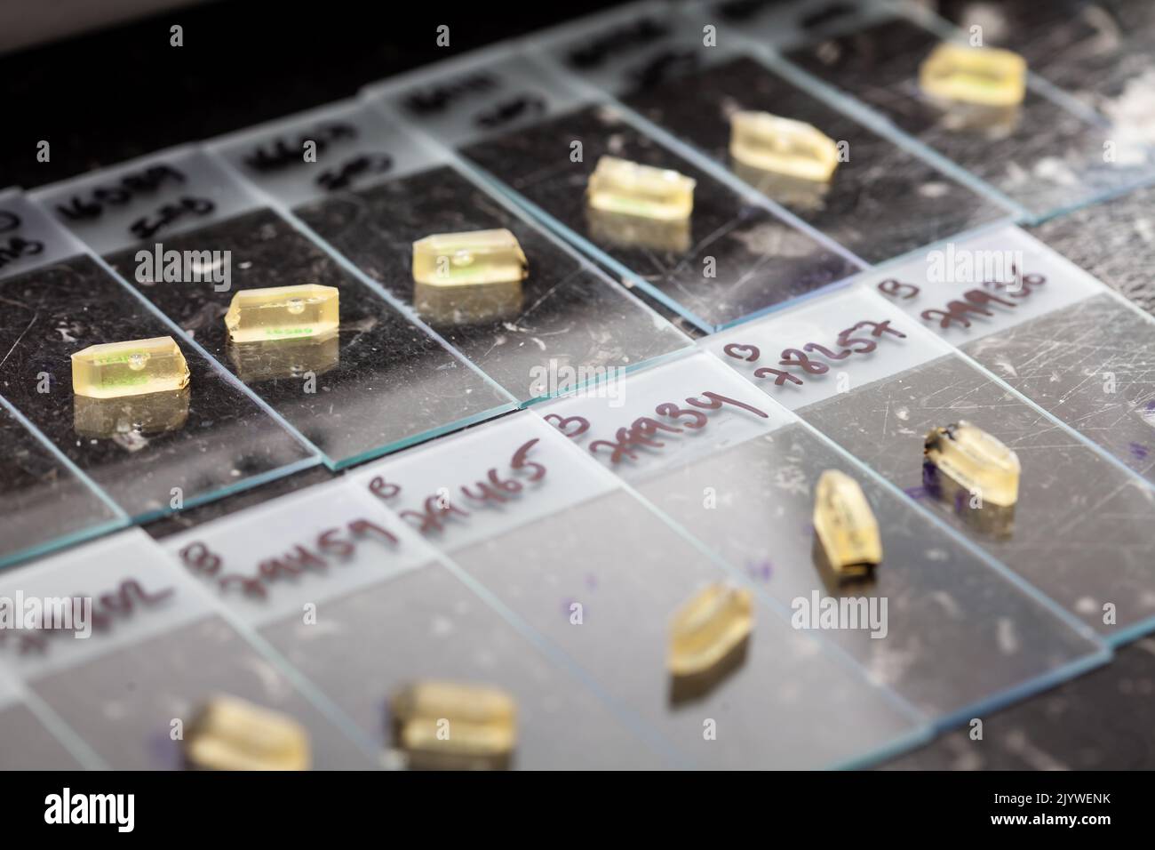 Epoxy embedded tissue hi-res stock photography and images - Alamy