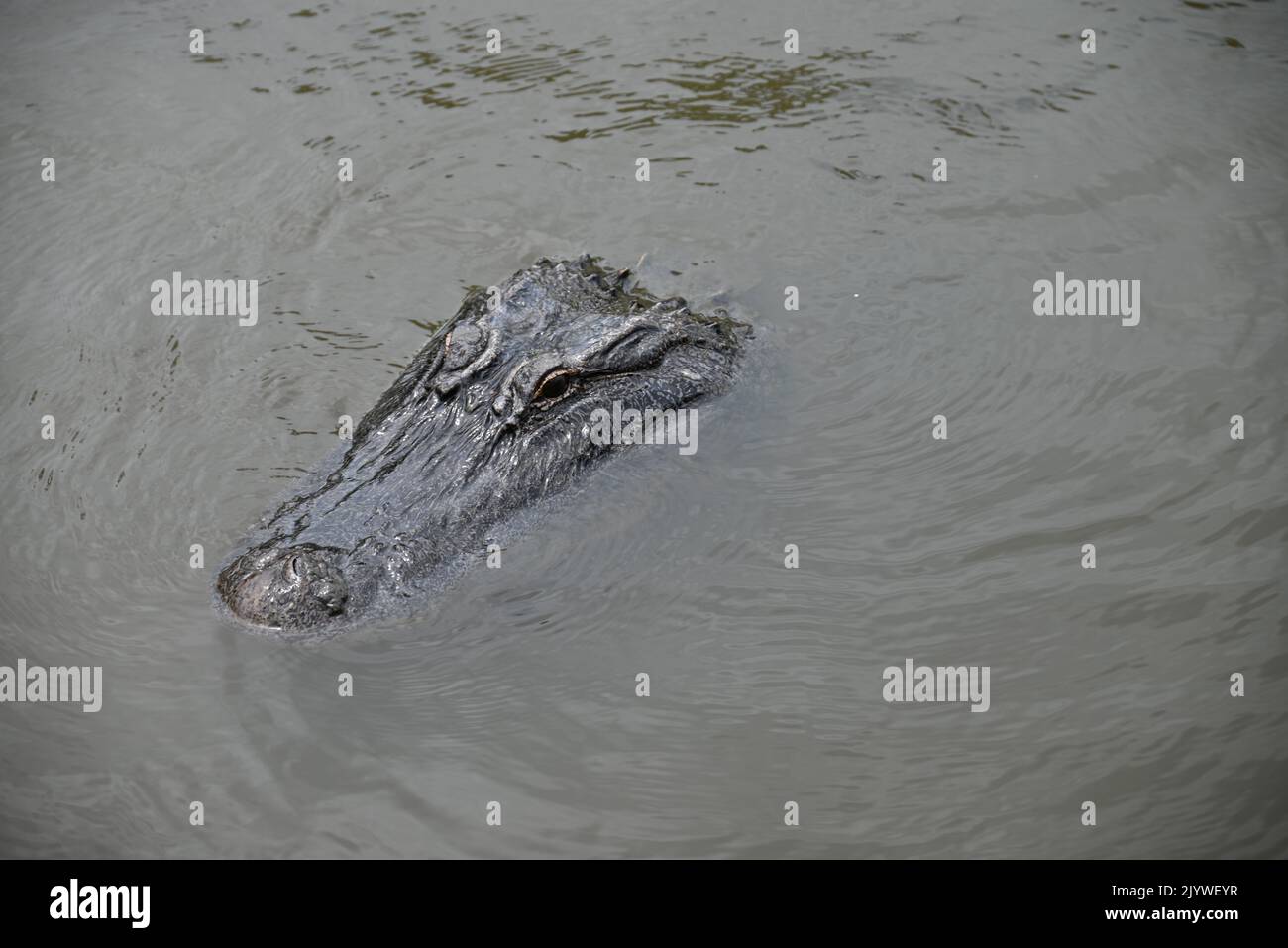 Cold blooded gator hi-res stock photography and images - Alamy