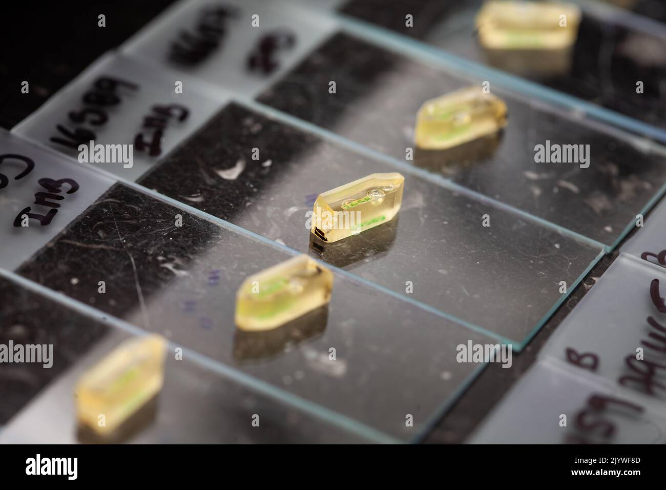Closeup of epoxy embedded tissue samples ready to be cut using an ...