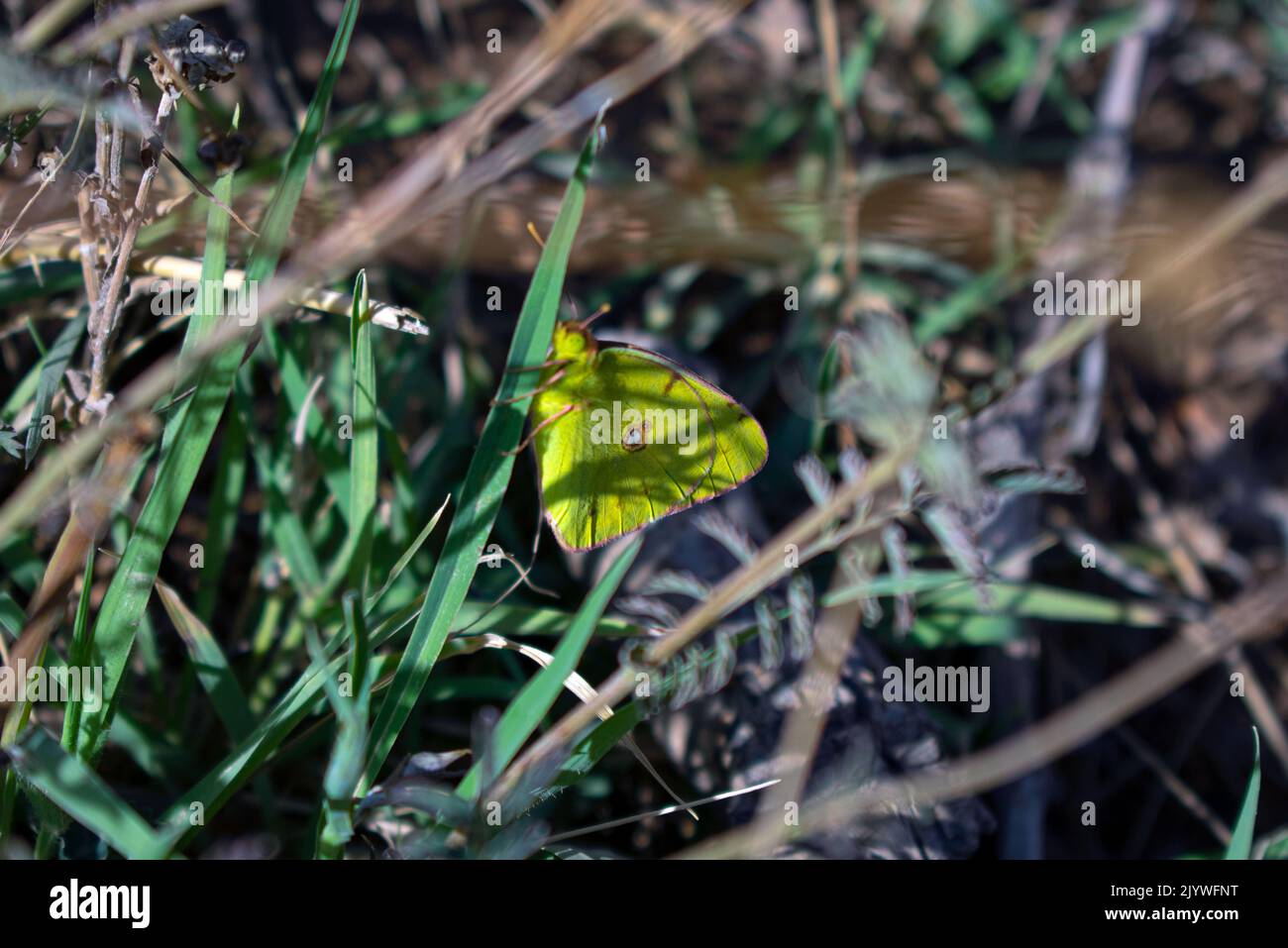 Butterfly shadow hi-res stock photography and images - Alamy