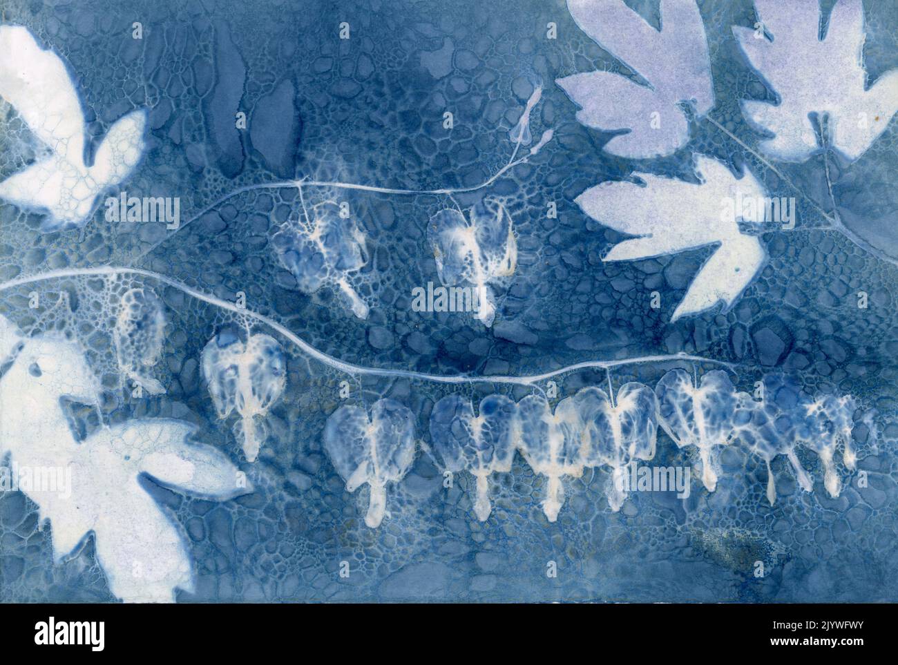 Wet cyanotype botanical print, Amaranthus caudatus, Bleeding Heart ...