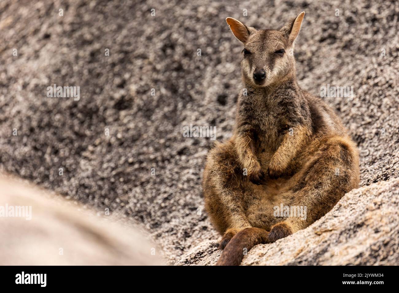 Sleeping wallaby hi-res stock photography and images - Alamy