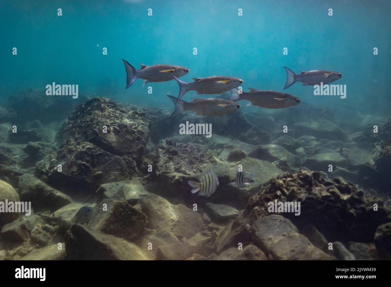 A school of fish swim by in a shallow coral reef of Australia Stock ...