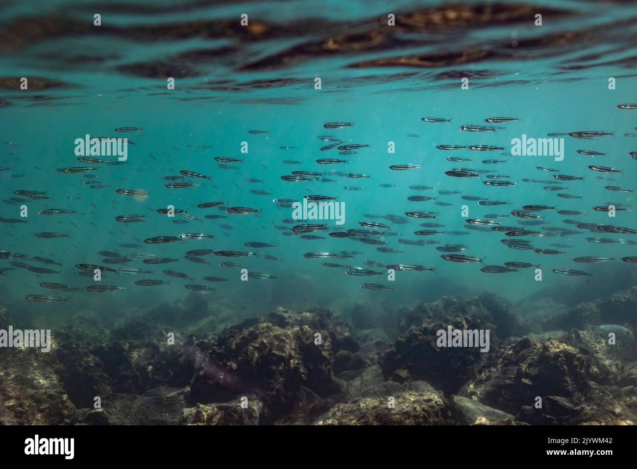 School underwater fish hi-res stock photography and images - Alamy