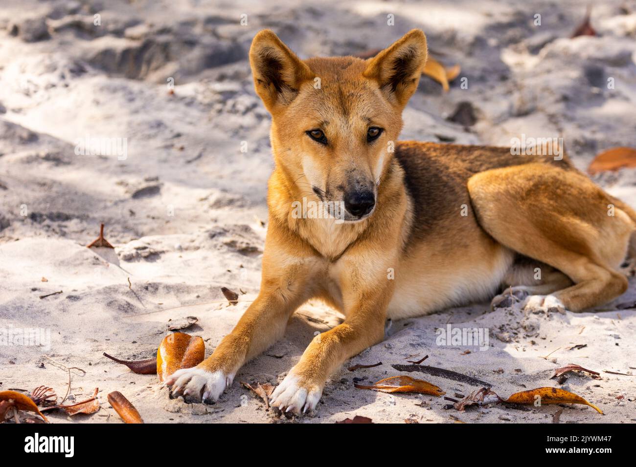 Wild dingo sits on the beach Stock Photo - Alamy