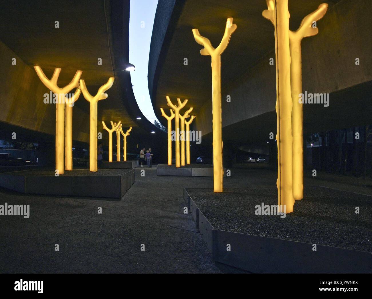 An undated supplied photo of glowing golden forest of trees called ...