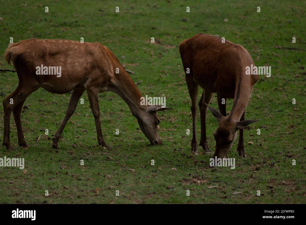 Brame du cerf hi-res stock photography and images - Alamy