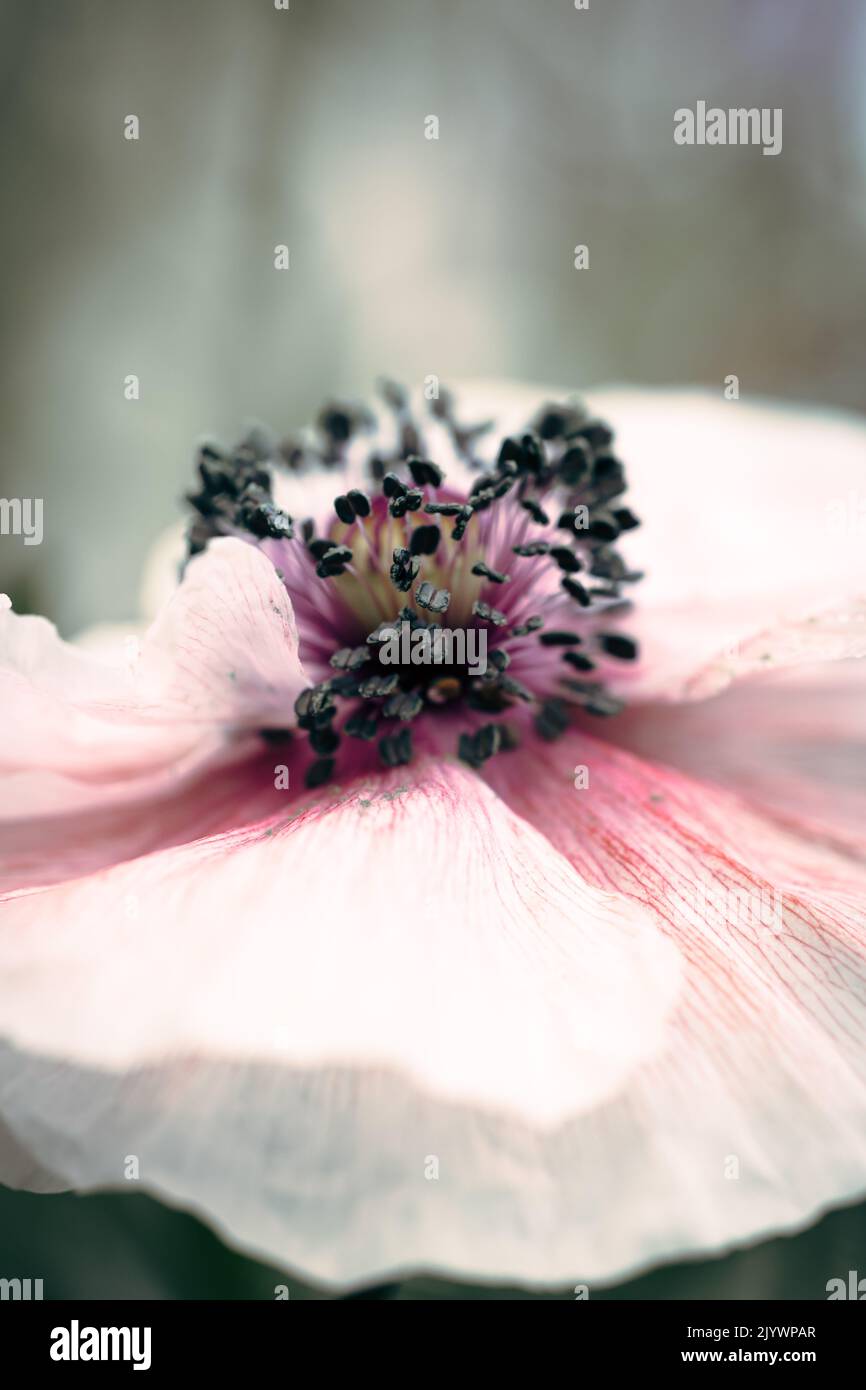 Light pink poppy hi-res stock photography and images - Alamy