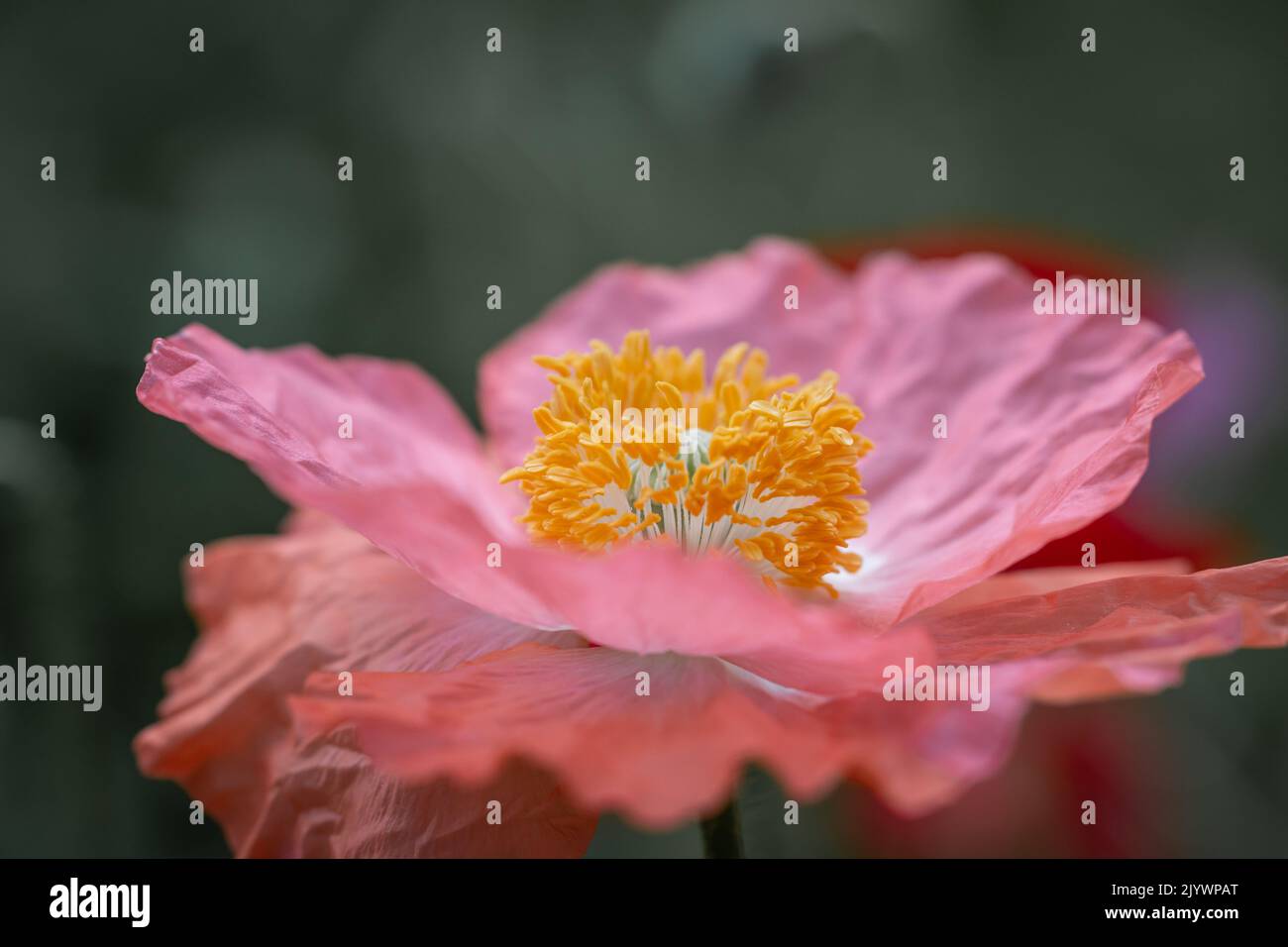 Poppy with soft pink petals Stock Photo - Alamy