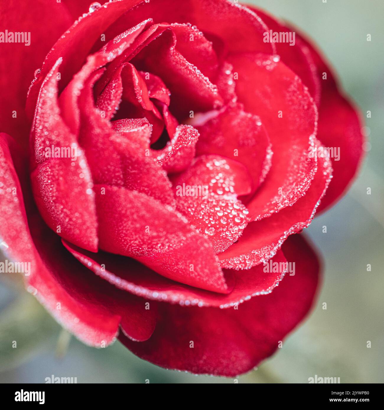 Red rose flower with dew drops Stock Photo - Alamy